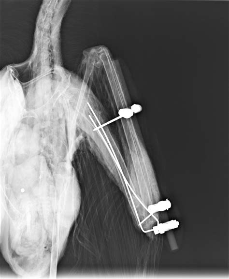 Galerie Hledá Se Gauner Který Postřelil Příborníčka Čáp Už Nikdy