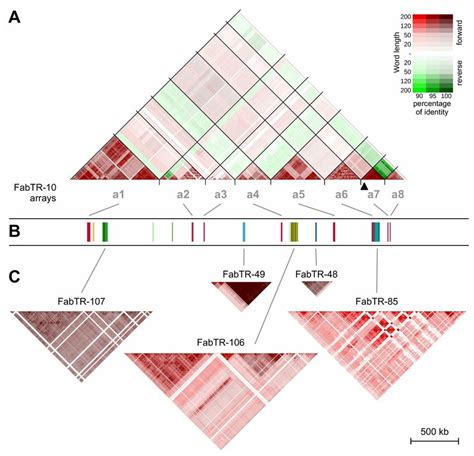 Sequence Homogenization Patterns Of Satellite Dna Arrays Nucleotide Download Scientific