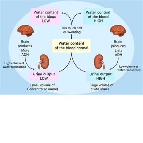 Osmoregulation Definition Types And Examples Aesl