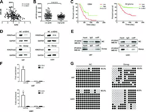 Ezh2 Induces Histone Modifications And Dna Methylation Of Mir 328 A Download Scientific