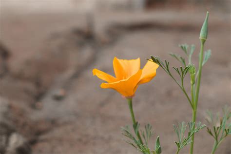 무료 이미지 꽃잎 식물학 노랑 플로라 야생화 매크로 사진 꽃 피는 식물 식물 줄기 육상 식물 4308x2872 200851 무료 이미지 Pxhere