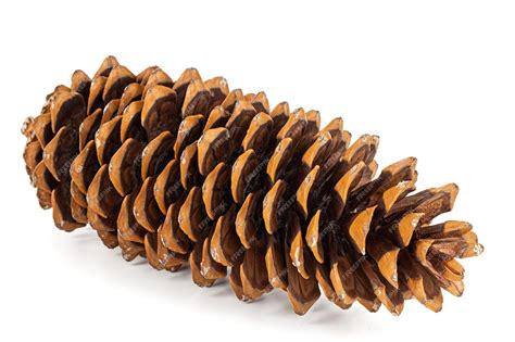 Premium Photo Big Sequoia Cone Isolated On White Background