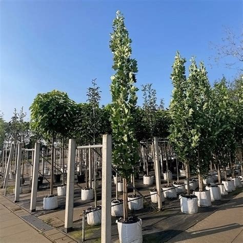 Liriodendron Tulipifera Fastigiata Upright Tulip Tree Ornamental Trees