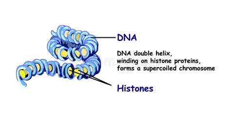 Genome In The Structure Of Dna Genome Sequence Telo Mere Is A Repeating Sequence Of Double