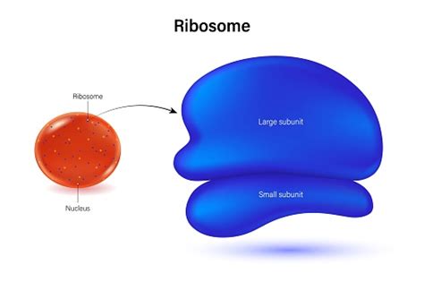 ribosome structure vector large subunit and small subunit protein