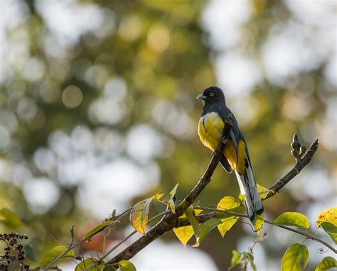 Flickriver Most Interesting Photos Tagged With Trogoncitreolus