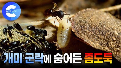 민냄새개미 군락에 숨어들어 먹이를 훔치는 곡식좀나방 애벌레는 무사할 수 있을까 개미 나방 youtube