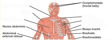 Diagram Of Anterior Muscles In The Proximal Upper Limb Quizlet