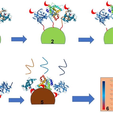 Binding Of Ssdna Aptamers To Oxytetracycline Otc Was Performed By