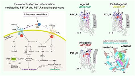 嘌呤能受体p2y12识别不同类型配体的分子机制 复旦大学脑科学转化研究院