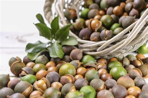 How Long Do Macadamia Trees Live Complete Life Cycle 🐝 Actionable