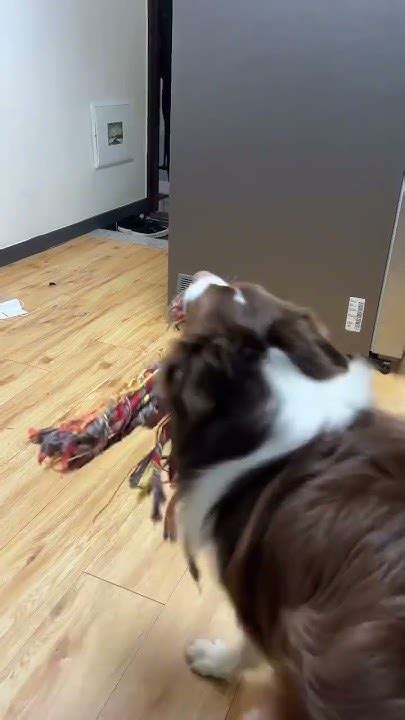 보더콜리 키우는 집사는 집에오자마자 해야 하는 일이 있어요🤗 Youtube