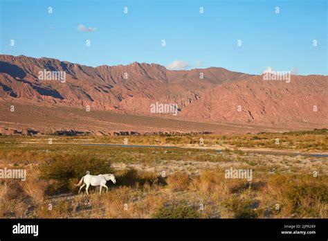 A White Wild Horse In The Calchaqui Valley At Sunset Salta Province