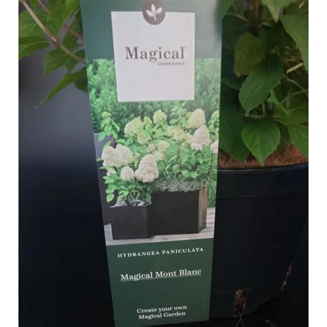 Hydrangea Paniculata Magical Mont Blanc® Szkółka Krzewów Ozdobnych