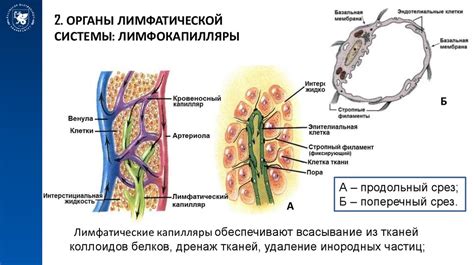 Лимфатическая система. Органы кроветворения и иммунной системы ...