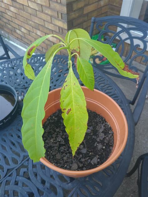 Avocado Sex Rredscarepod