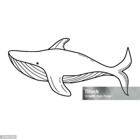 푸른 고래 손으로 그린 벡터 일러스트 레이 션 스케치 스타일 만화 바다 고래 고래에 대한 스톡 벡터 아트 및 기타 이미지 고래 교육 귀여운 Istock