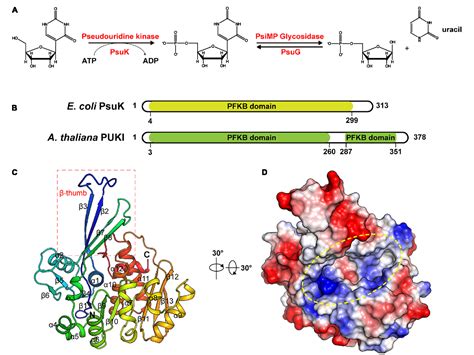 Figure 1 From Structure Characterization Of Escherichia Coli Pseudouridine Kinase Psuk