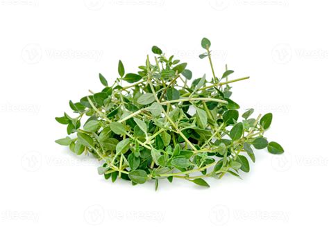 Fresh Thyme Or Lemon Thyme Leaf Isolated On A White Background Green