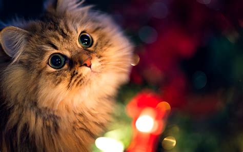 3840x2160 Kitten 4k Hd 4k Wallpapersimagesbackgroundsphotos And