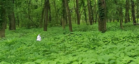 ᛗᛟᛊᛊ᛫ᛗᛟᚦᛖᚱ