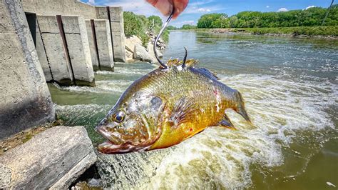 Dropping Big Live Baits Below A Raging Tunnel Flooded Canal Fishing