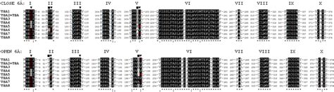 Amino Acid Composition In Open And Closed Conformations Of