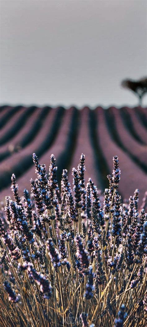 Redmi Wallpapers Top Free Redmi Backgrounds Wallpaperaccess