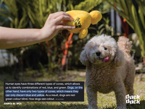 Quack Tastic Duo Duck Duck Sg