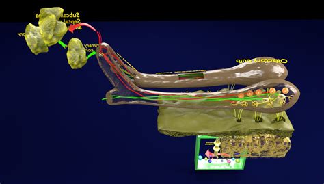 Olfactory System Smell Odour Detail Labelled 3d Model Superhive
