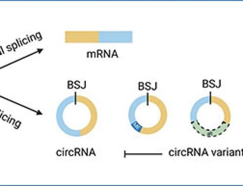 A Brief Overview Of Single Cell Rna Sequencing Technologies And