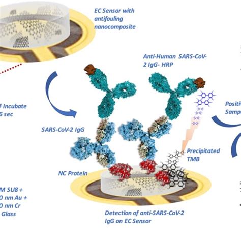 Schematic Of The Multiplexed Ec Sensor Platform The Antifouling Download Scientific Diagram