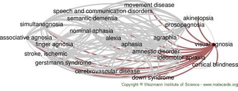 Visual Agnosia Brain
