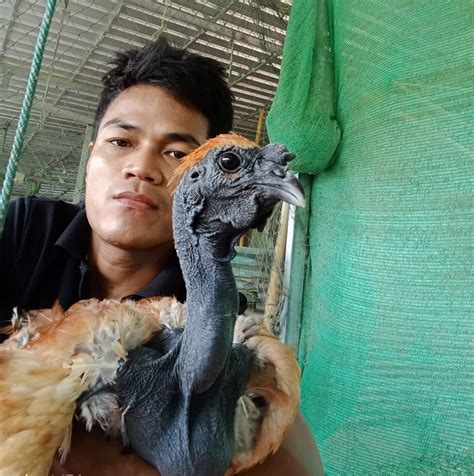 កូនមាន់ស្រែ ធ្វើអនាម័យអោយបានច្រើន ត្រូវការអាចកម្មង់បាន Villa