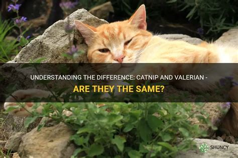 understanding the difference catnip and valerian are they the same
