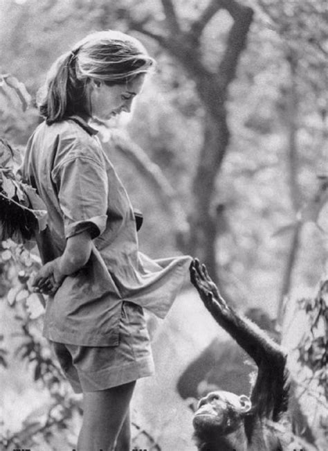 Muere Jane Goodall La Científica Que Cambió Para Siempre La Forma De