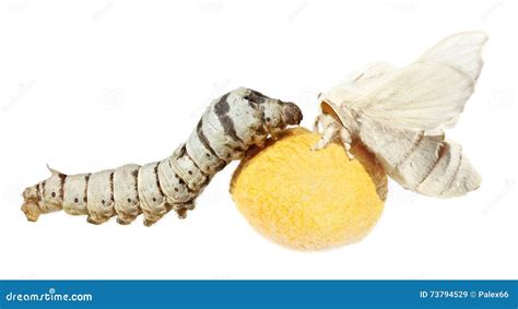 Silkworm Life Cycle Stock Image Image Of Couple Cultivation 73794529