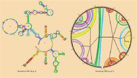 Representations Of RNA Secondary Structures Traditional Tree Download Scientific Diagram