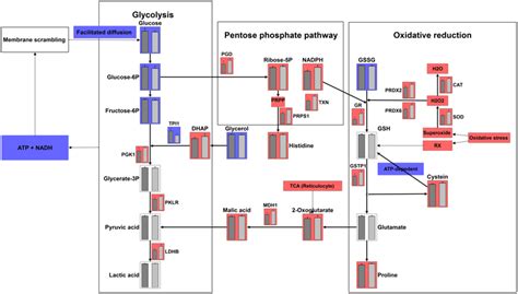 Integrating Metabolomics And Proteomics Pathways Glycolysis Pentose