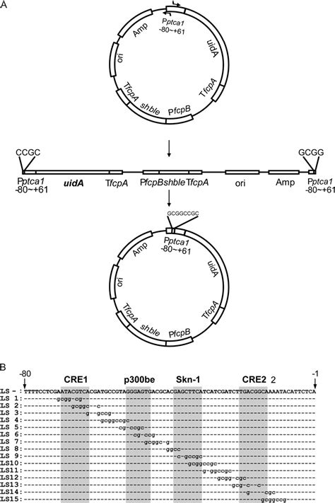Figure 1 From Co2 Camp Responsive Cis Elements Targeted By A Transcription Factor With Creb Atf