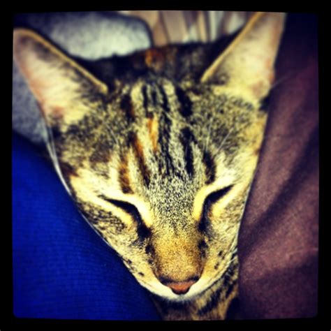 Cute Squashed Kitty Face Animals Kitty Cats