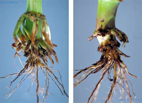Corn Rootworm Scouting And Management Strategies For Corn Rootworm