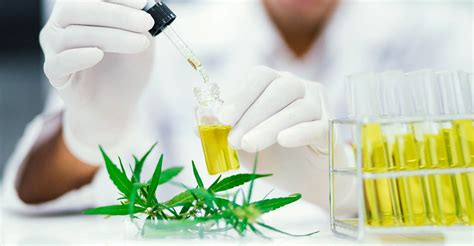 The Importance Of Lab Testing For Medicinal Cannabis Products Socotec Uk