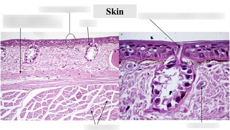 Skin Pt 2 Diagram Quizlet