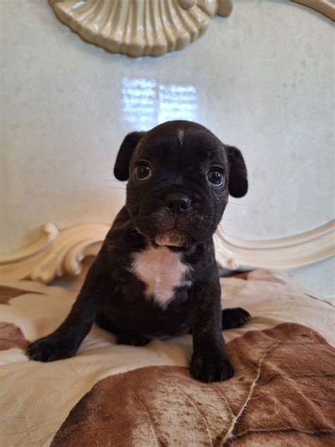 Французский бульдог Девочка Белла — Тигровый окрас