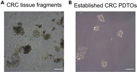 Cell Press Star Protocols