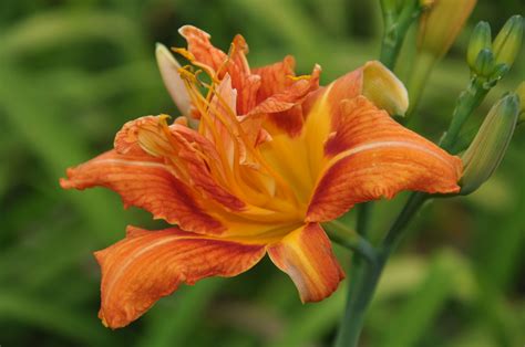 Hemerocallis Species Evolution (engl.)