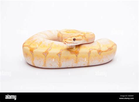 Royal Python Python Regius Spider CG Male Reptile Breeder Willi Obermayer Austria Stock