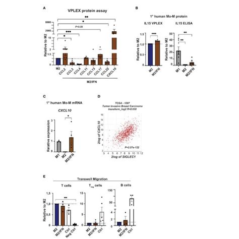 Cd169 Macrophages And Lymphocytes In Breast Cancers A Kaplan Meier