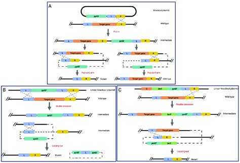 Schematic Representation Of Three Genome Editing Methods Developed In Download Scientific